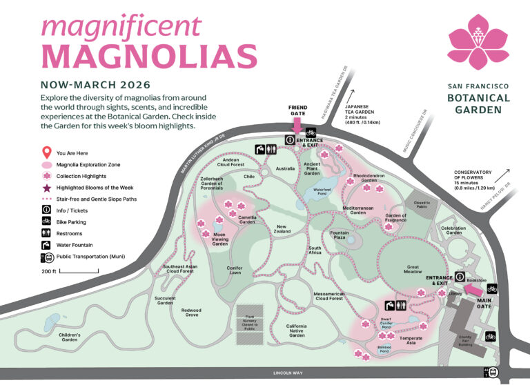 Magnificent Magnolias at San Francisco Botanical Garden