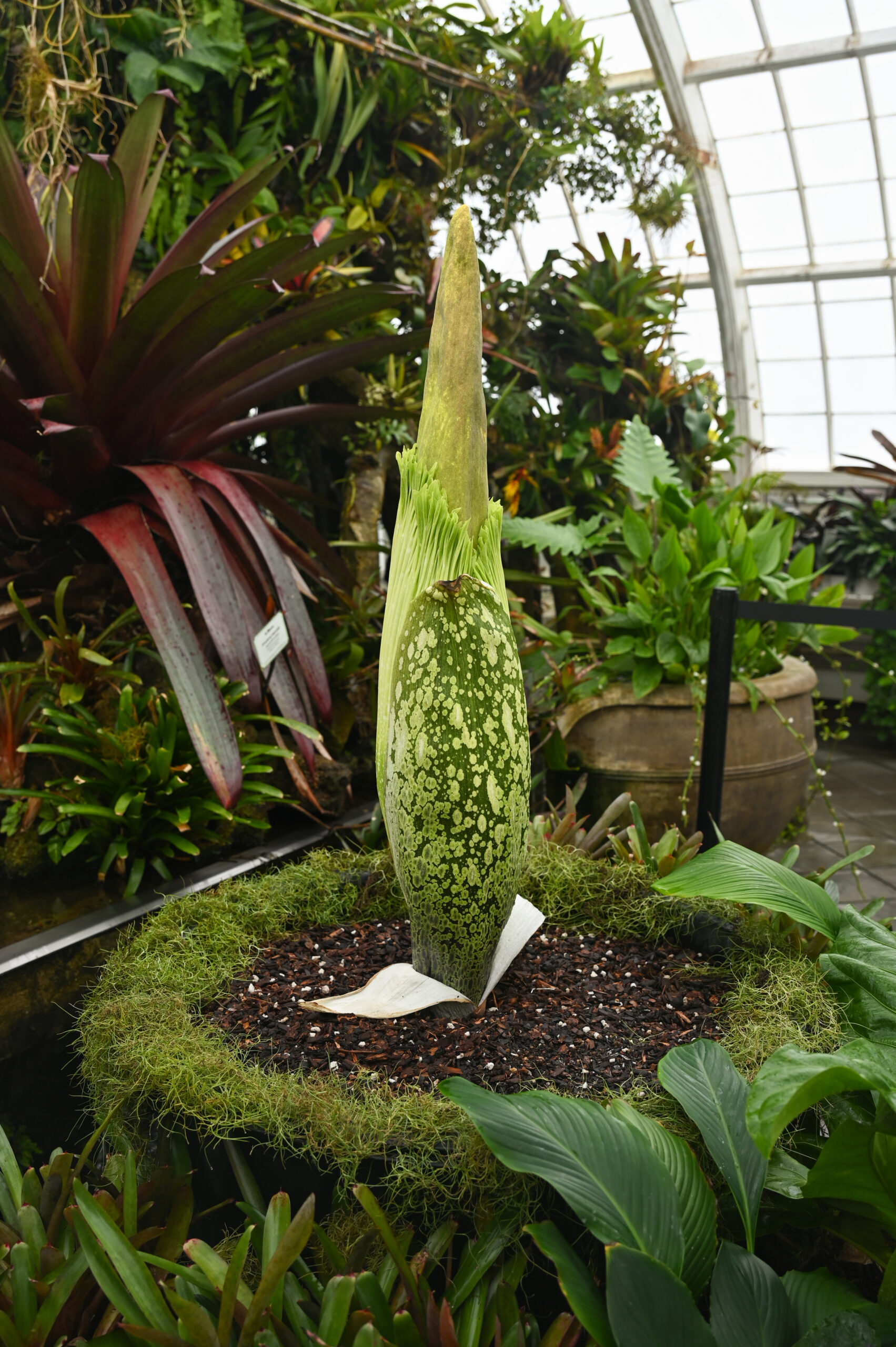 Corpse Flower Blooms at Conservatory of Flowers